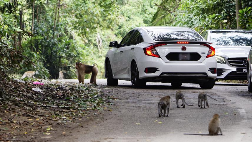 Jo Leen Yap - Langur Project Penang: A Community-Led Approach to Urban ...
