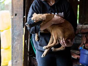 Zach J. Farris - Mad Dog Initiative: Controlling Feral Dogs to Conserve ...