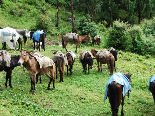 Kencho Tshering - Assessing Livestock Management and Its Impact on ...