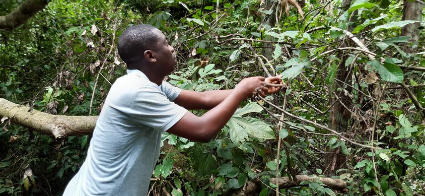 Donald Romaric Yehouenou Tessi - Preserving Benin's Threatened Tree ...