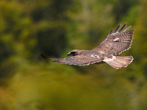 Tomás Rivas Fuenzalida - Monitoring Network of Threatened Raptors in ...