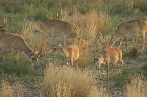 Yuri Arylov - Participatory Monitoring of the Saiga Antelope in Russia ...