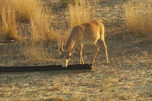 Yuri Arylov - Participatory Monitoring of the Saiga Antelope in Russia ...