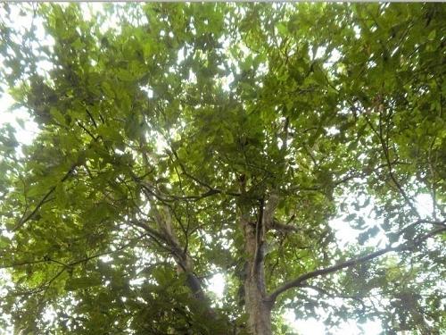 Narayan Sharma - The Impact of Harvest of a Critically Endangered ...