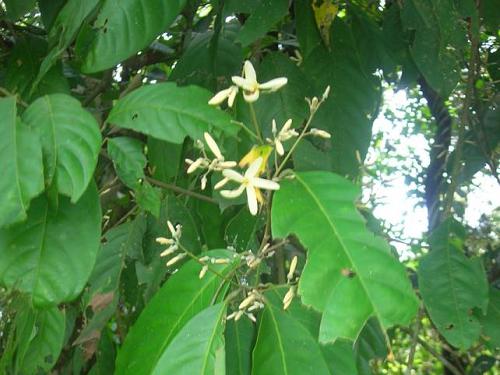 Narayan Sharma - The Impact of Harvest of a Critically Endangered ...