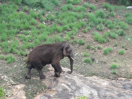 Nishant Maragowdanahalli Srinivasaiah - The Apolitical Elephant ... Nishant Maragowdanahalli Srinivasaiah - The Apolitical Elephant ...